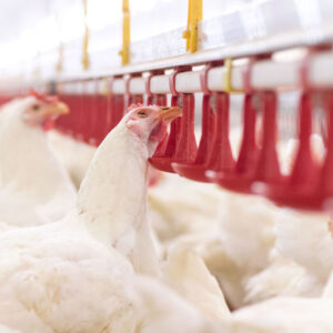 POULTRY – LubingUSA