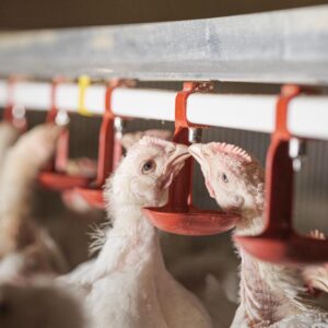 POULTRY – LubingUSA