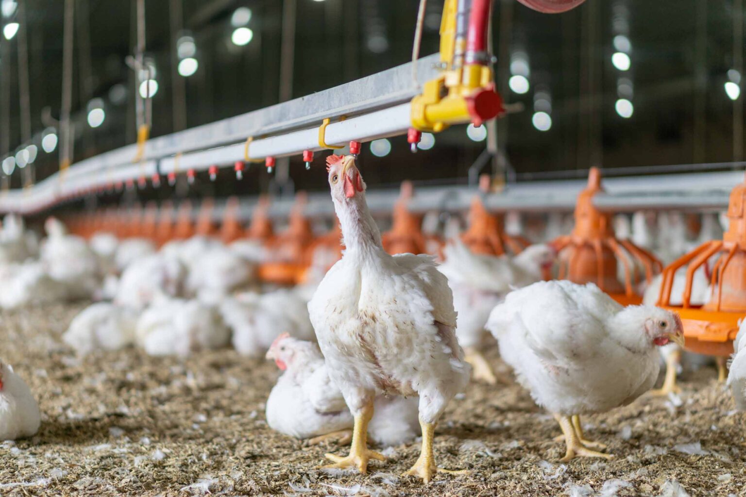 OPTIGROW – LubingUSA