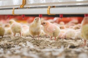 OPTIGROW – LubingUSA