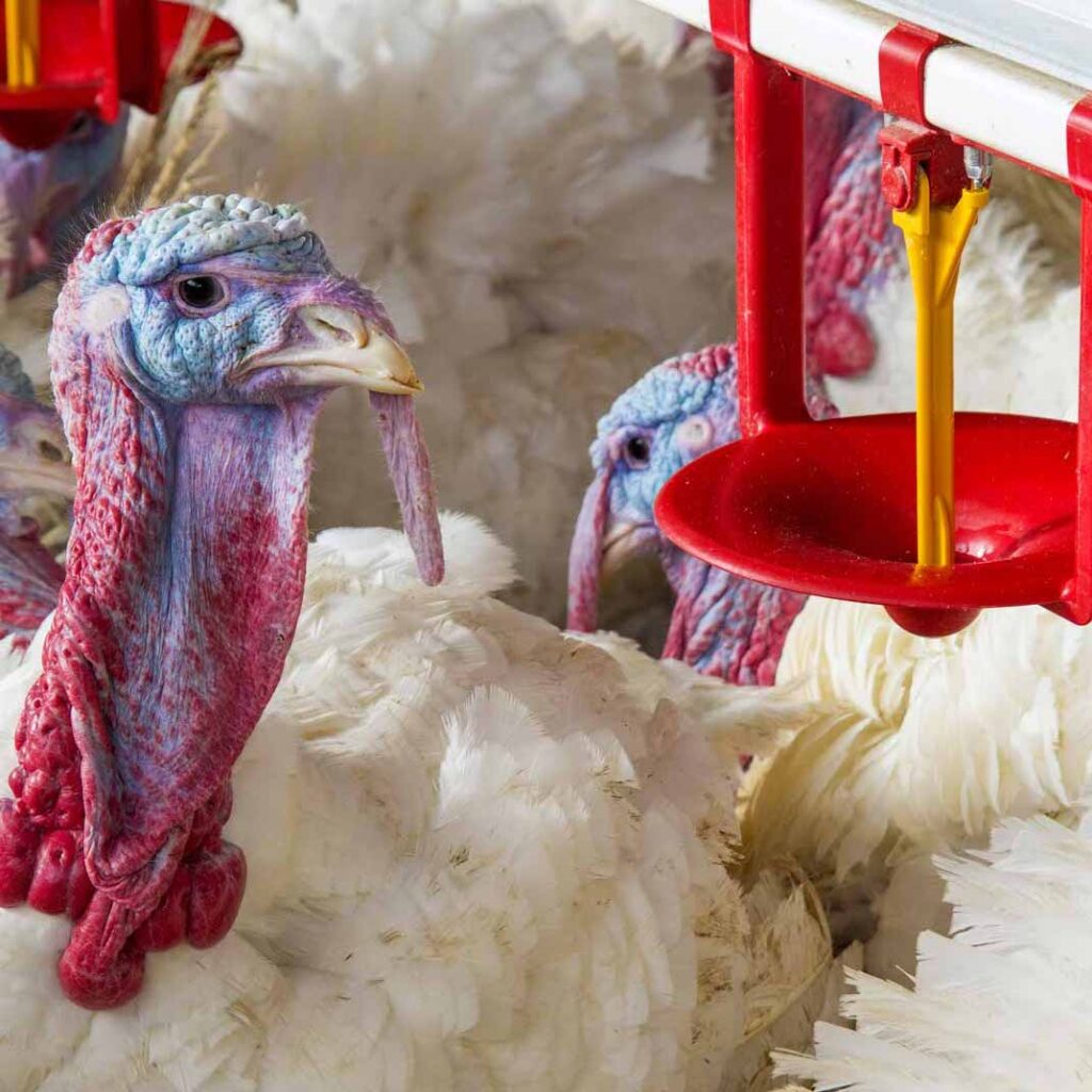 POULTRY – LubingUSA