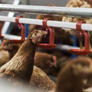 POULTRY – LubingUSA