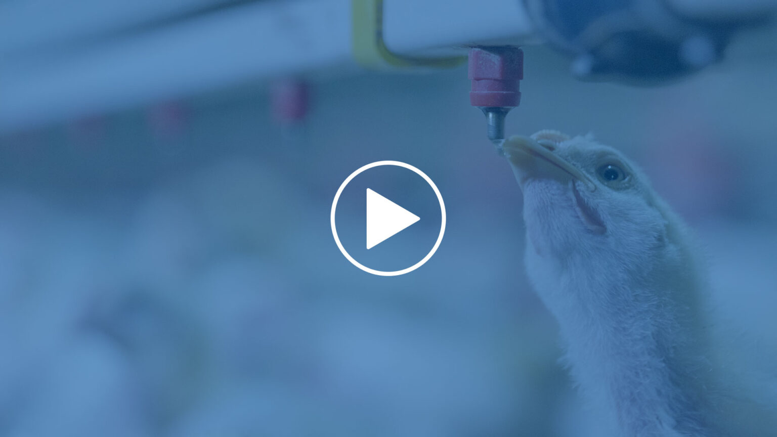 OPTIGROW – LubingUSA