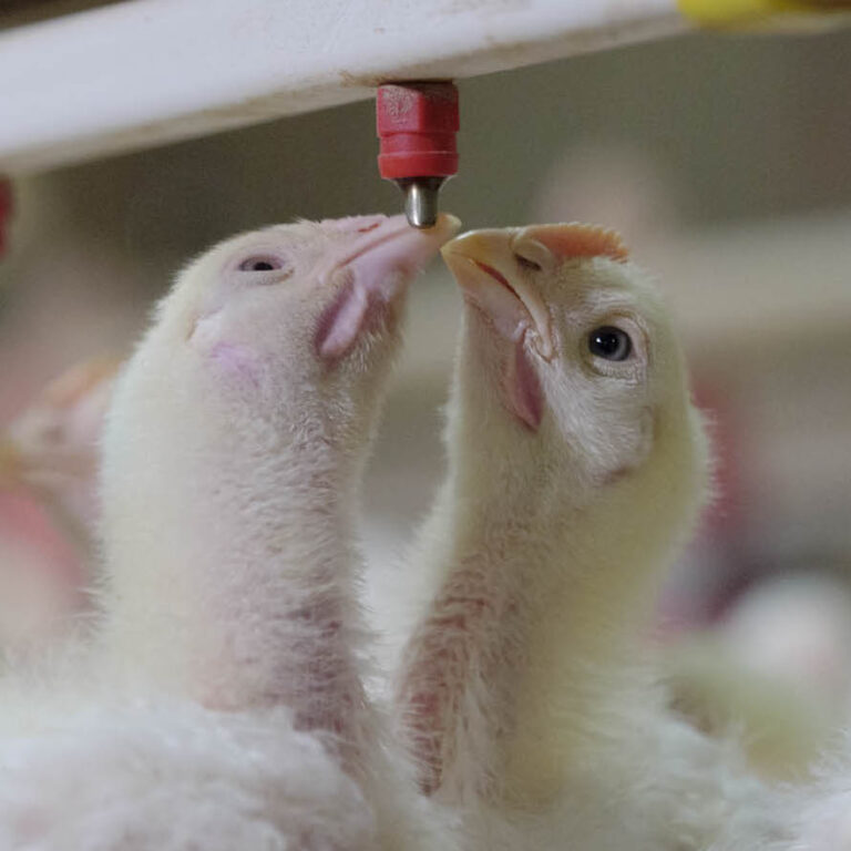 POULTRY – LubingUSA