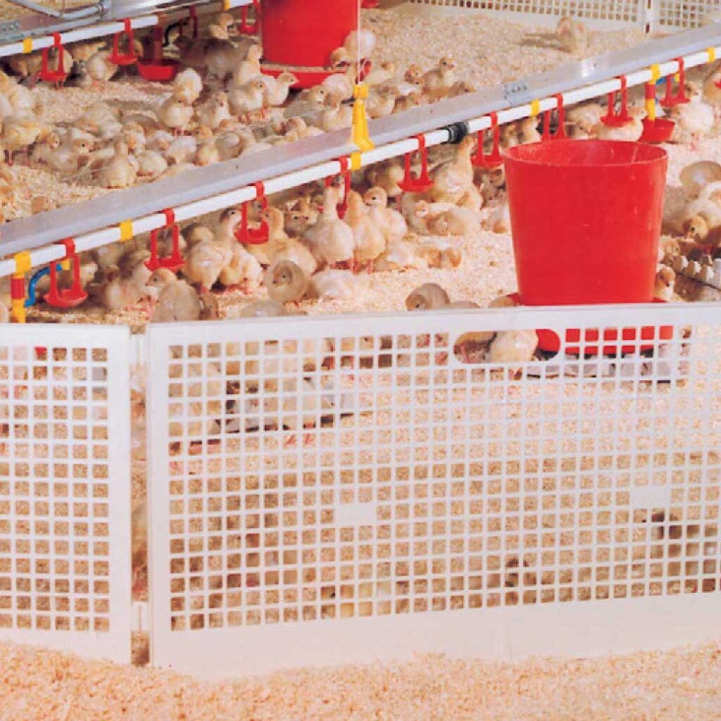 POULTRY – LubingUSA